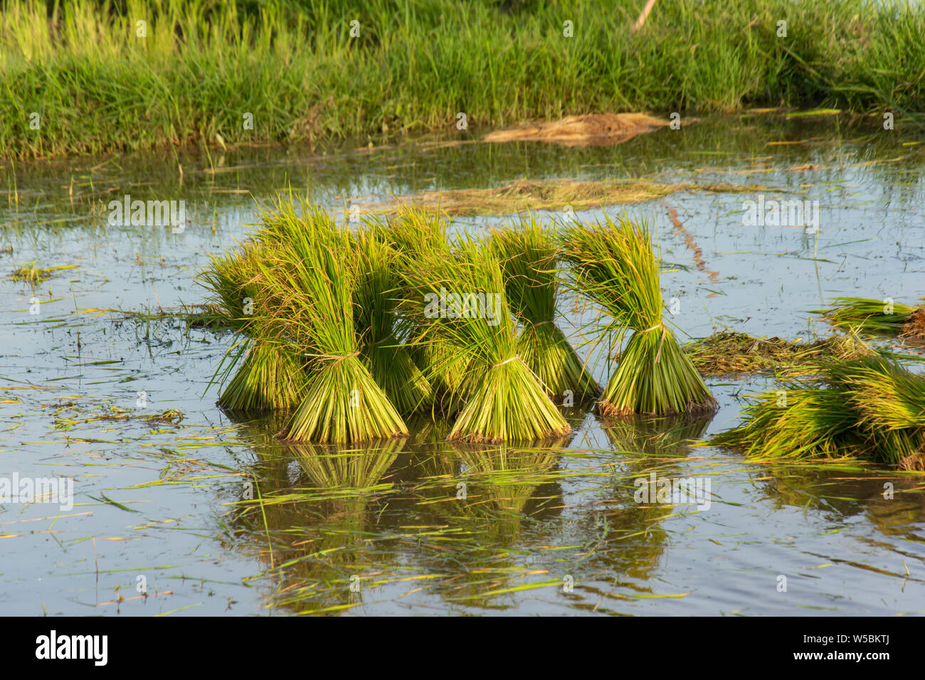 Rice seedlings are ready for planting. Rice agriculture preparation ...