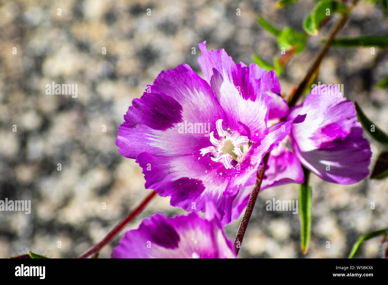 Fort miller clarkia hi-res stock photography and images - Alamy