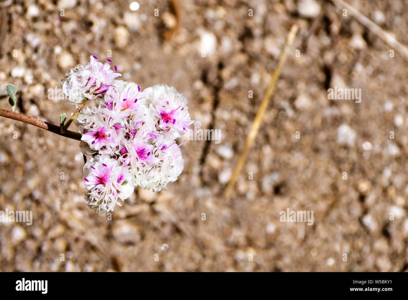 One seeded pussypaws (Cistanthe monosperma) blooming in Yosemite ...