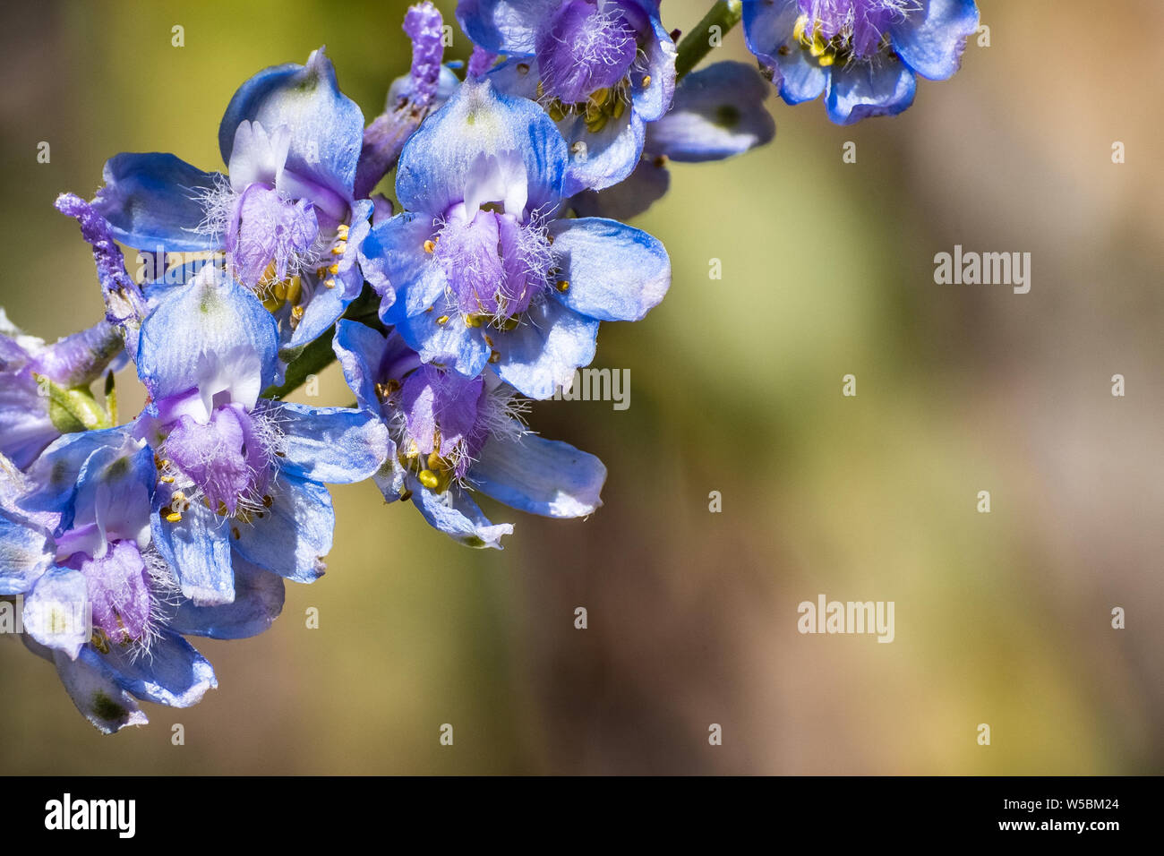 Pale larkspur (Delphinium hansenii) wildflowers blooming in Yosemite ...
