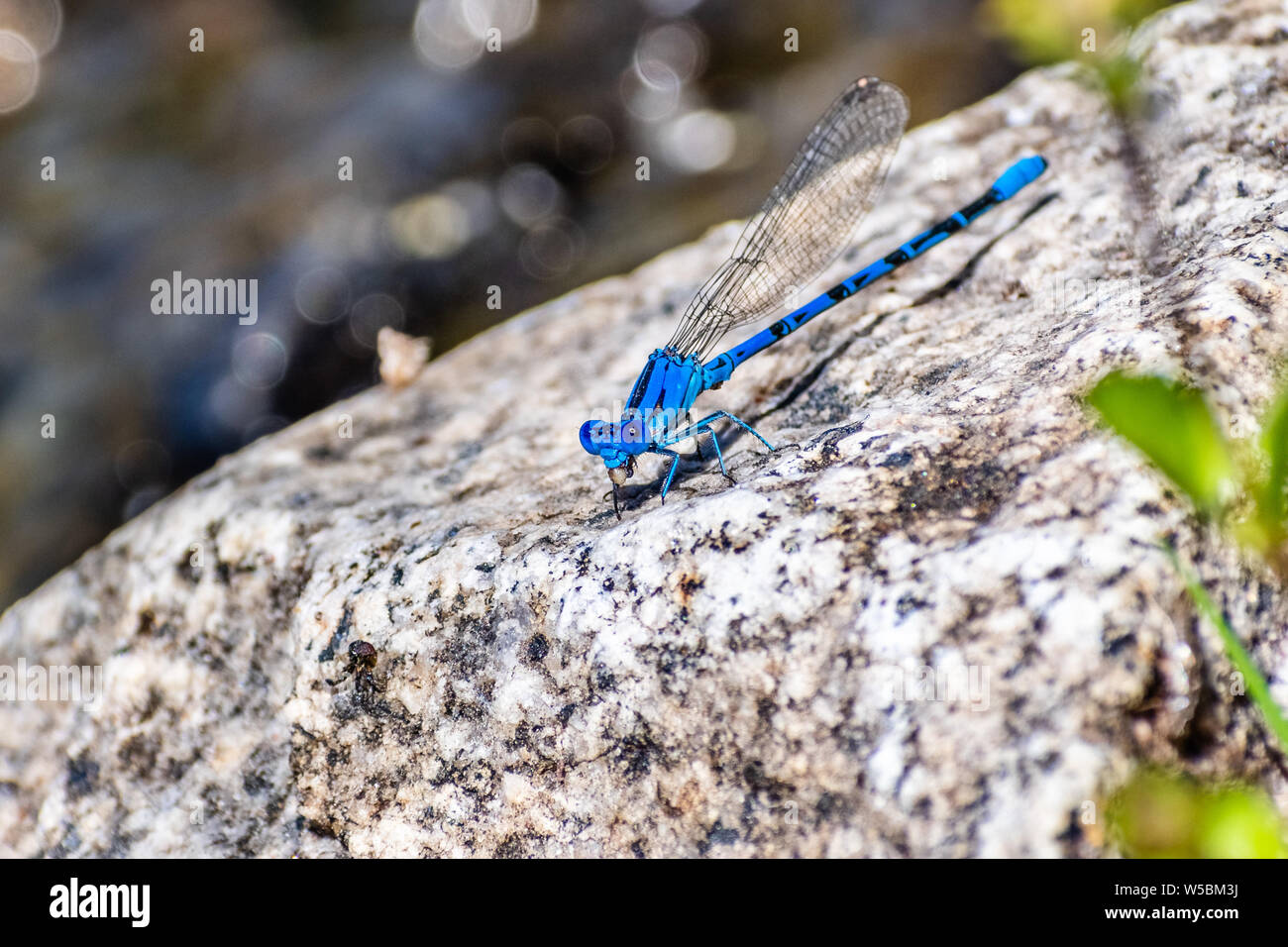 Vivid Dancer (Argia vivida) damselfly sitting on a rock; Yosemite ...