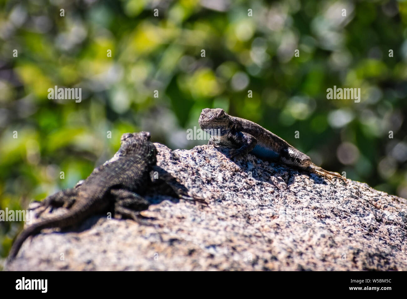Two western fence lizards hi-res stock photography and images - Alamy