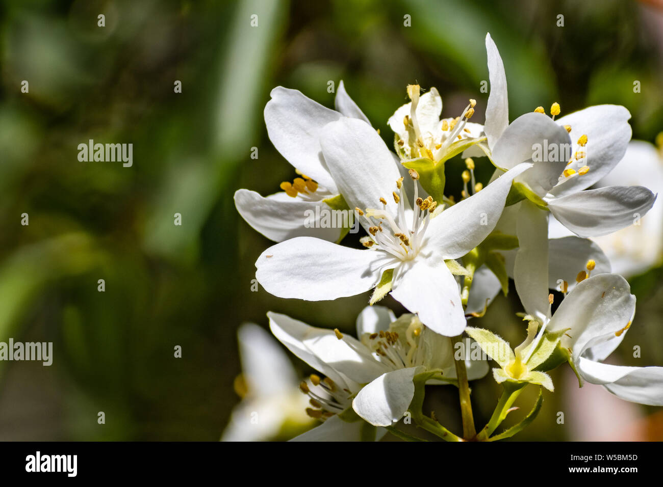 Sierra lewis hi-res stock photography and images - Alamy