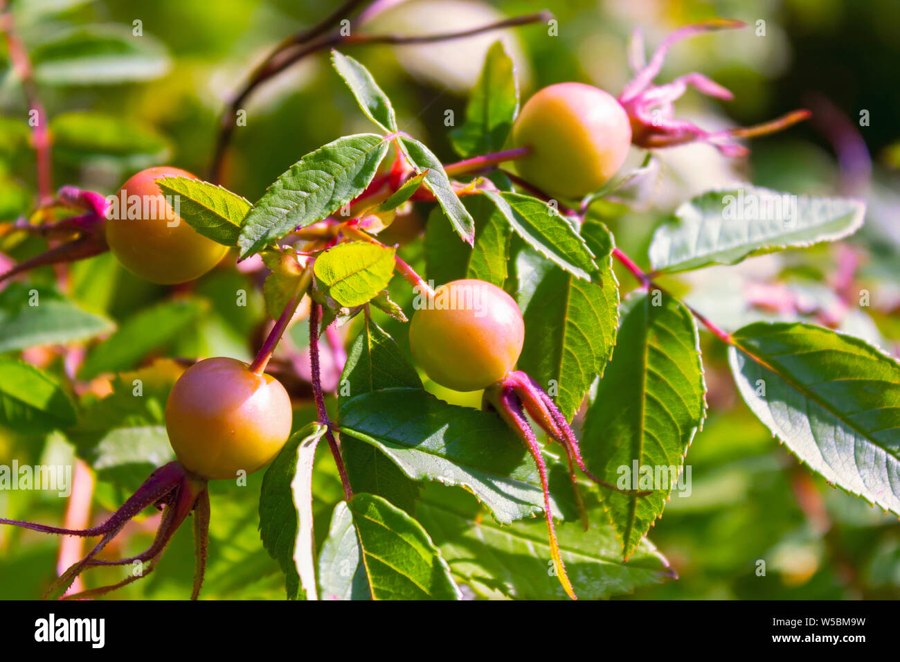 Wild rose berries hi-res stock photography and images - Alamy