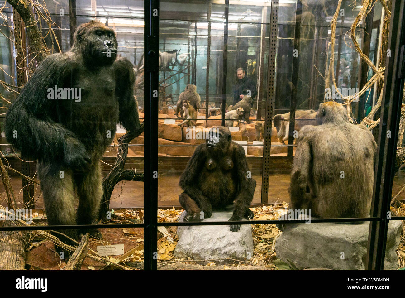 Human evolution museum collection hi-res stock photography and images ...
