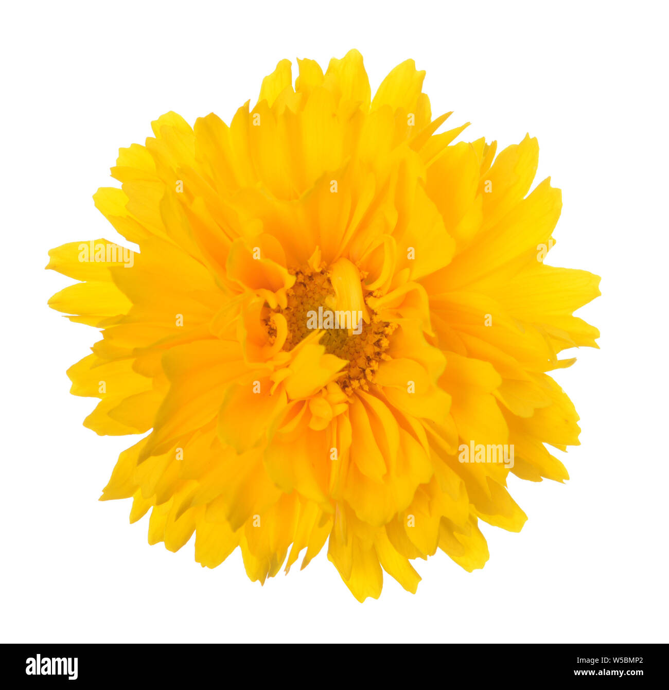 Yellow daisy flower isolated on white Stock Photo - Alamy