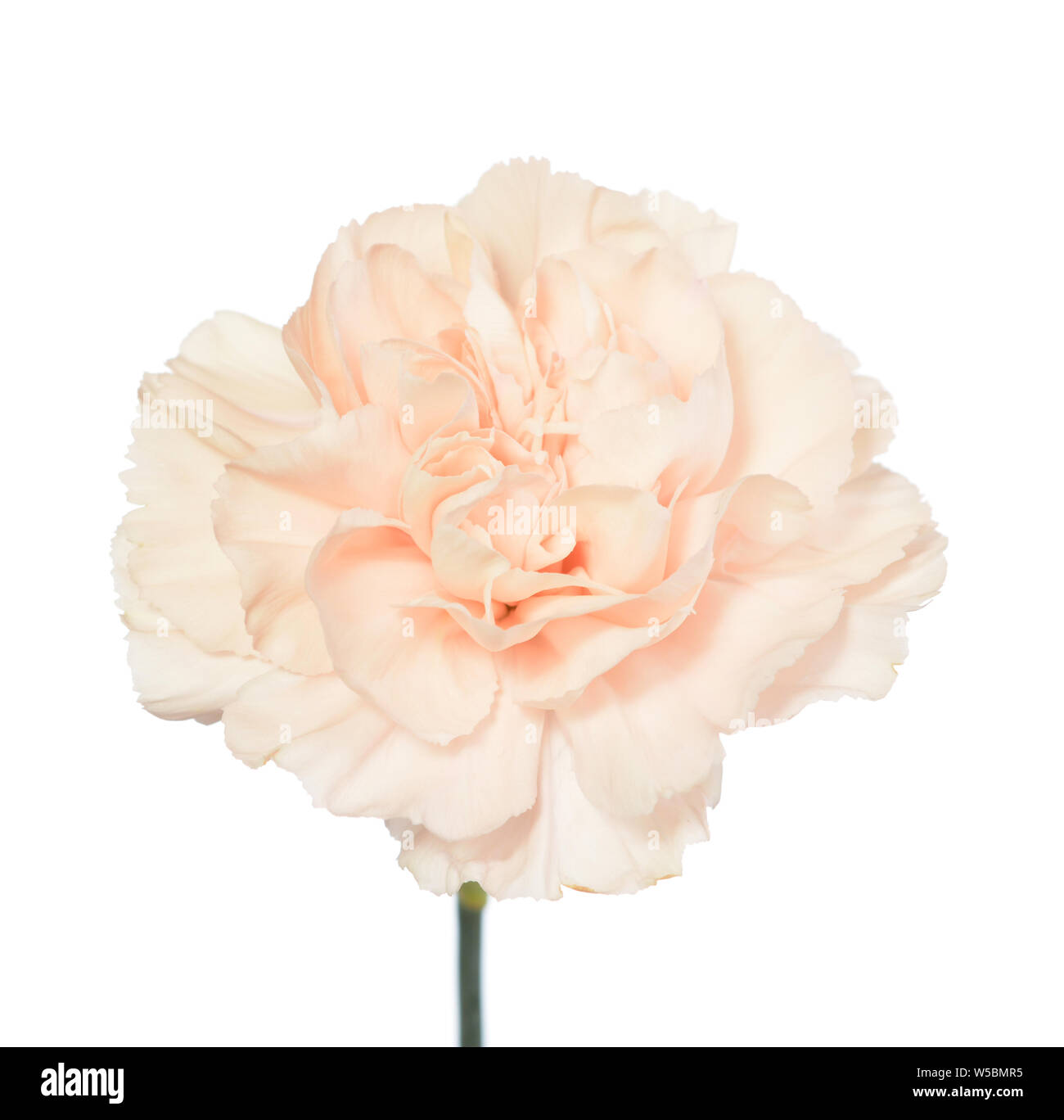 Tan carnation flower isolated on white Stock Photo - Alamy
