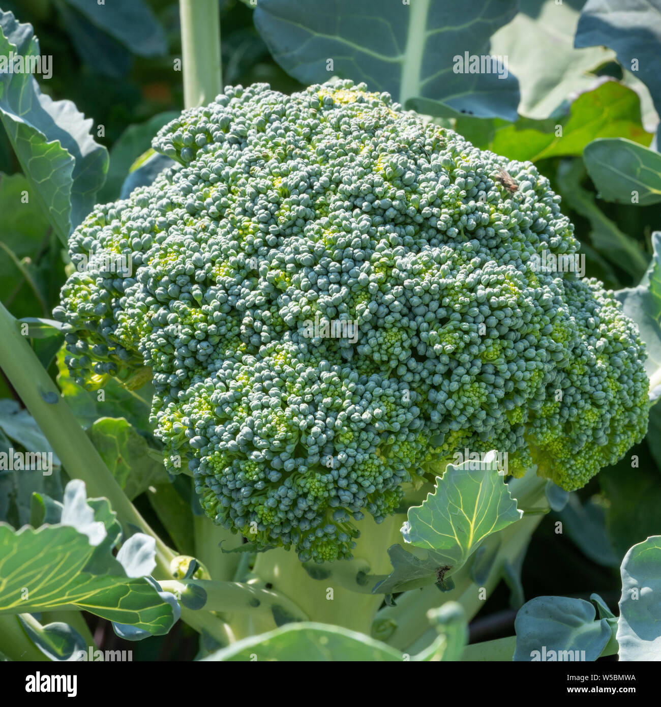 Green food, close up to a broccoli plant, ready to harvest Stock Photo ...