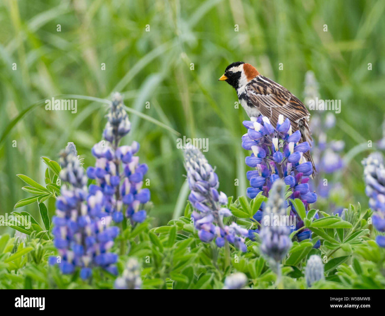 Dutch bird hi-res stock photography and images - Alamy