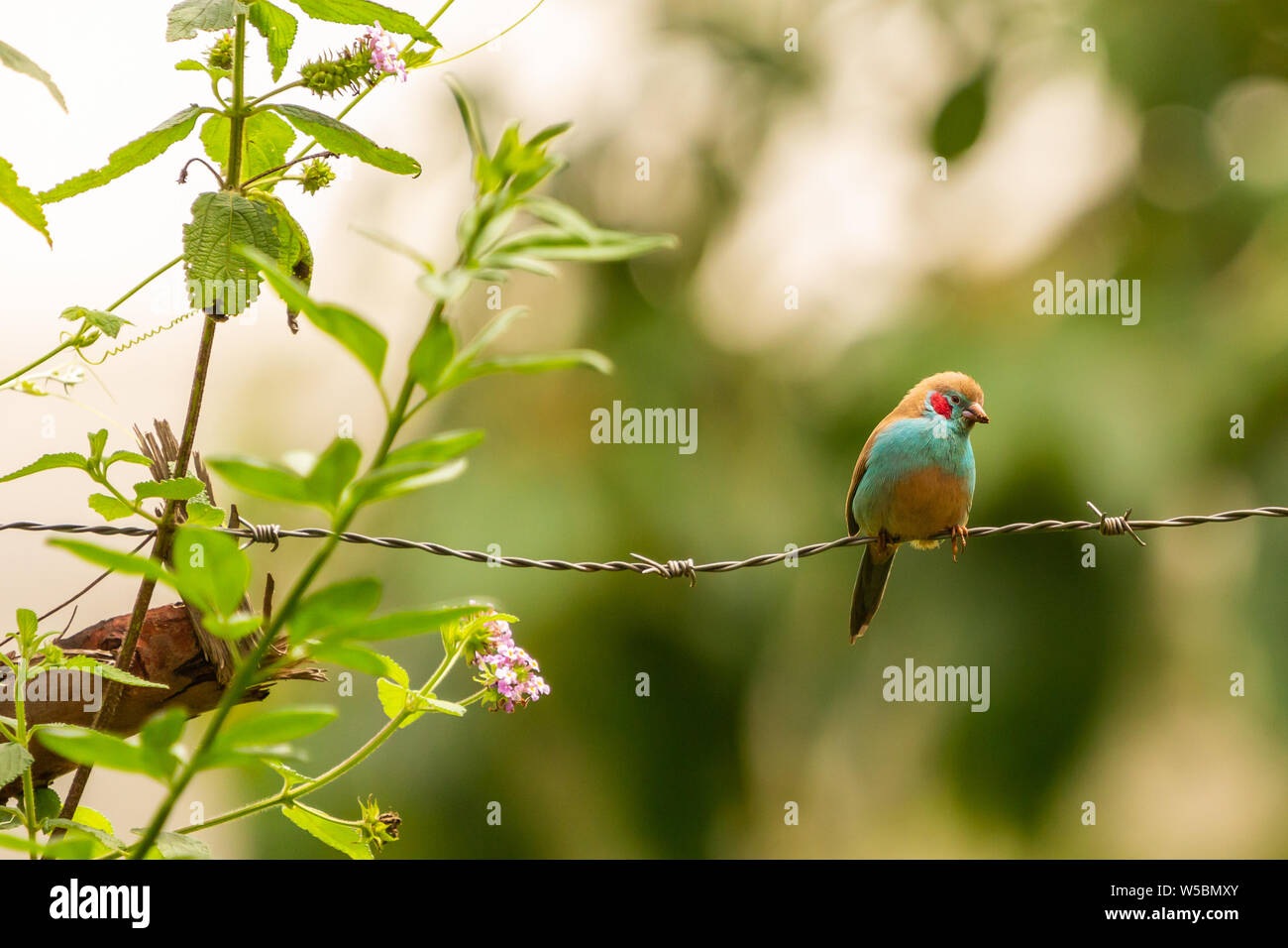 Red-cheeked cordon-bleu bird (Uraeginthus bengalus) pirched upon barb ...