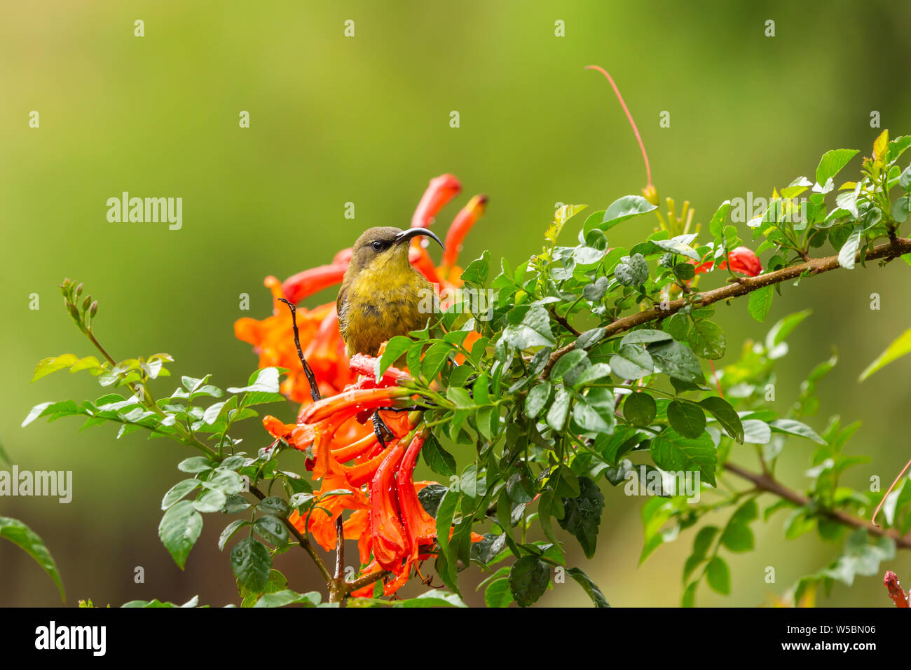 African sunbird hi-res stock photography and images - Alamy
