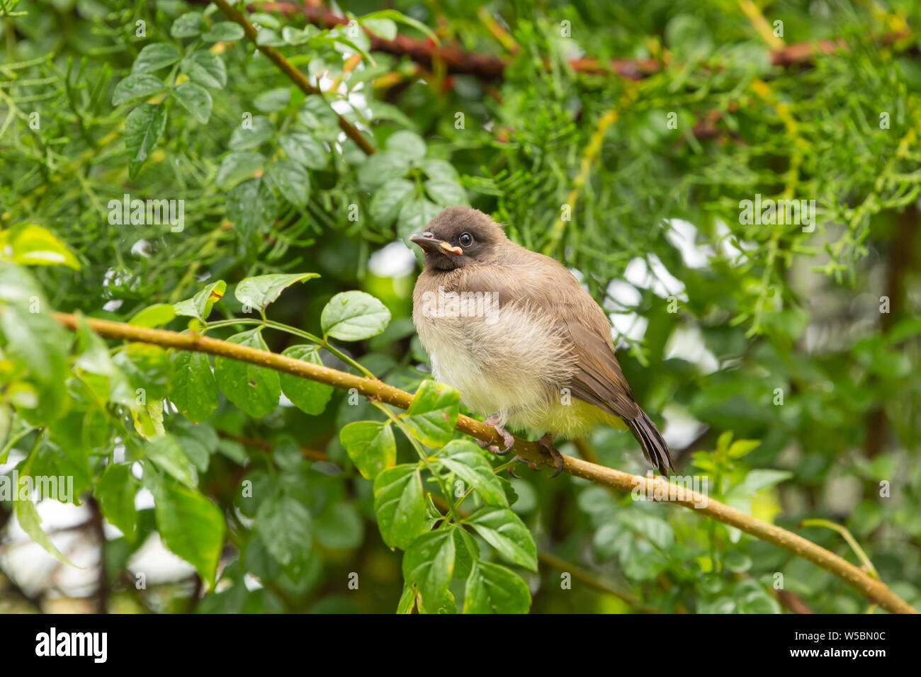 Juvenile common Bulbul (Pycnonotus barbatus) sitting on thin branch in ...