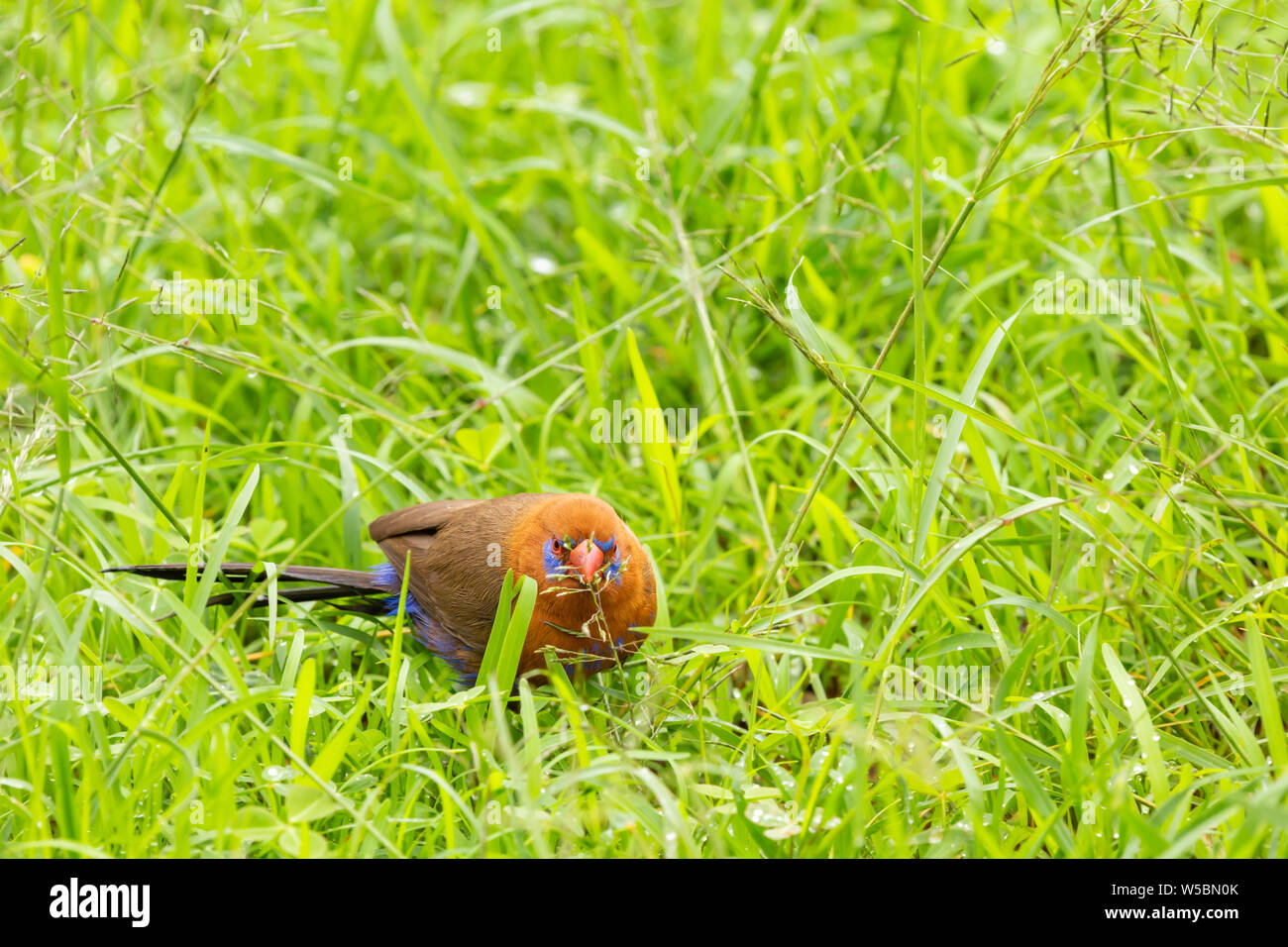 Purple Grenadier (Uraeginthus ianthinogaster) on the grass ...