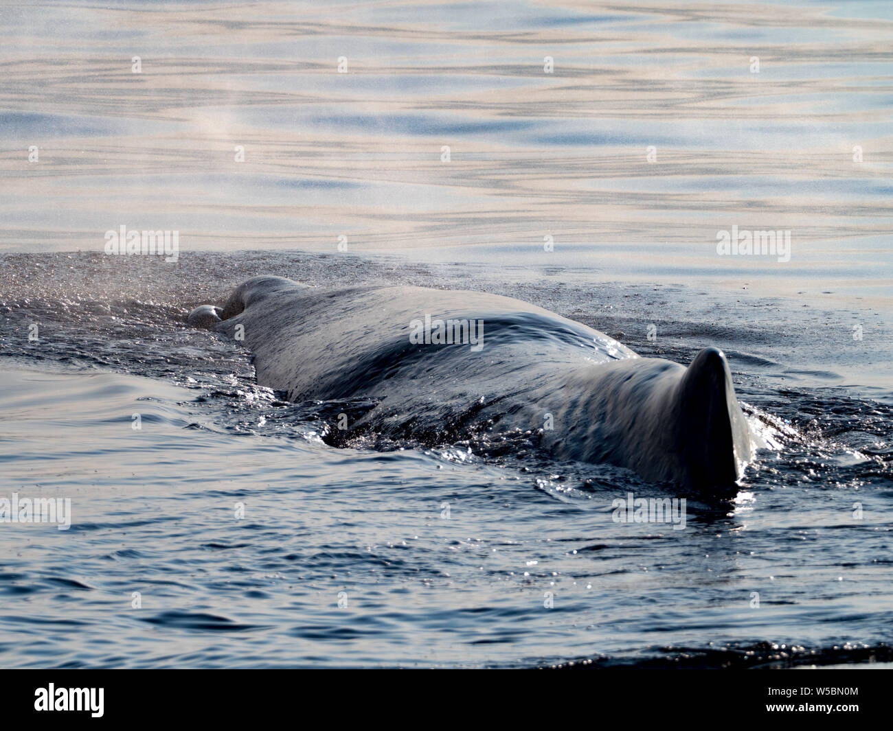 A male sperm whale, Physeter macrocephalus, in the Bering Sea north of ...