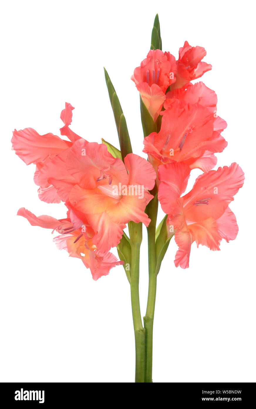 Gladiolus flower on white background Stock Photo - Alamy
