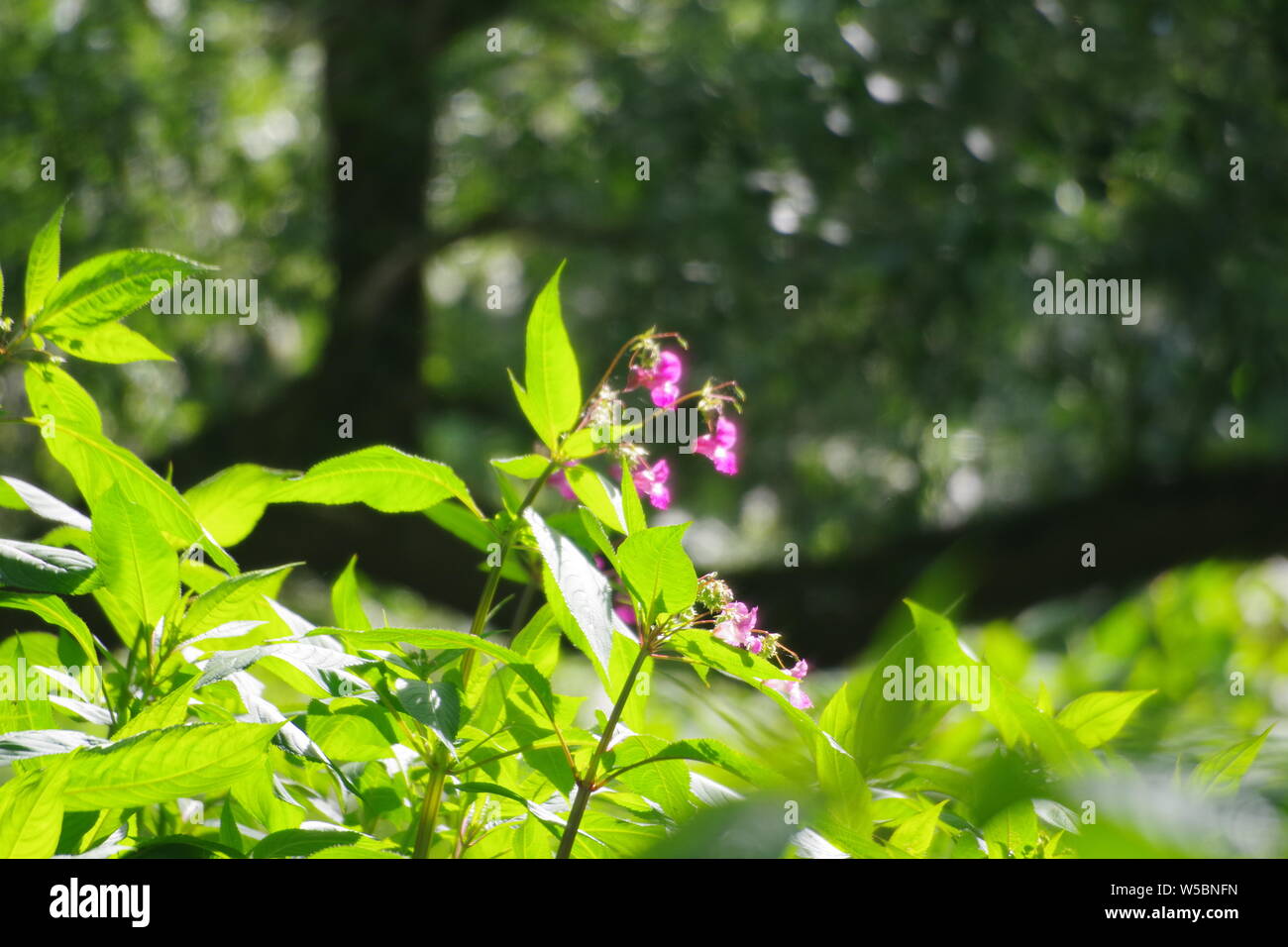 Himalayan balsam (Impatiens glandulifera), Invasive Plant, along the ...