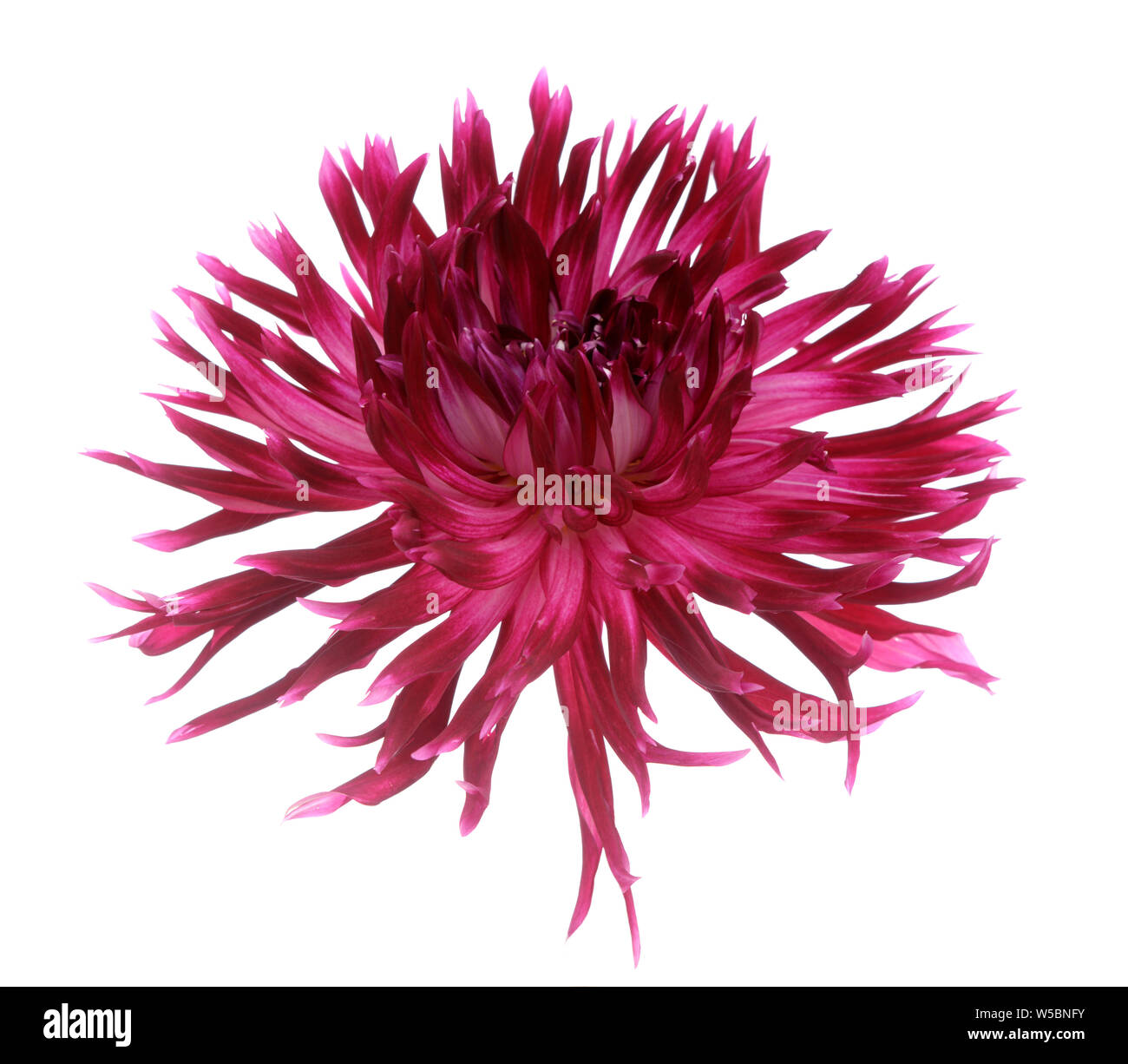 star light dahlia flower isolate on white Stock Photo - Alamy