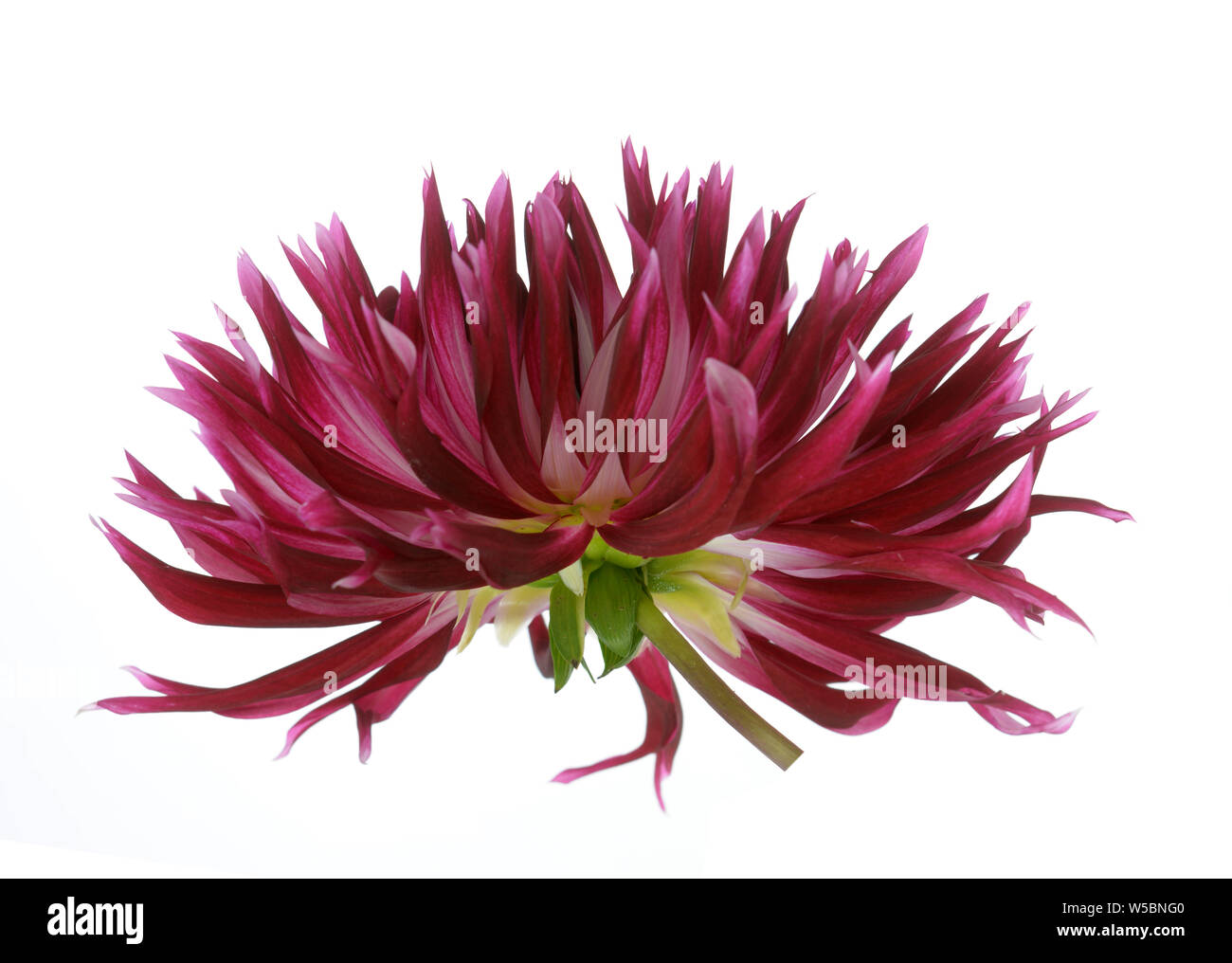 star light dahlia flower isolate on white Stock Photo - Alamy