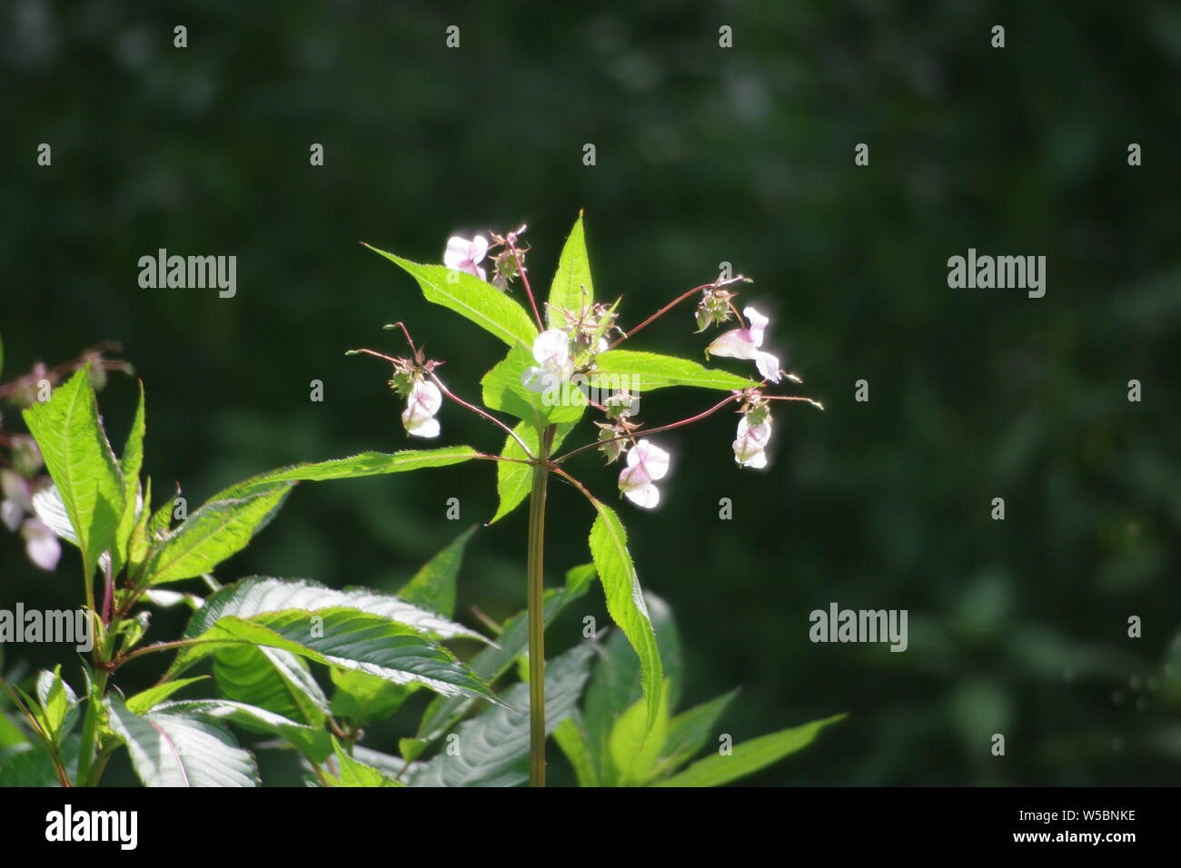 Himalayan balsam (Impatiens glandulifera), Invasive Plant, along the ...