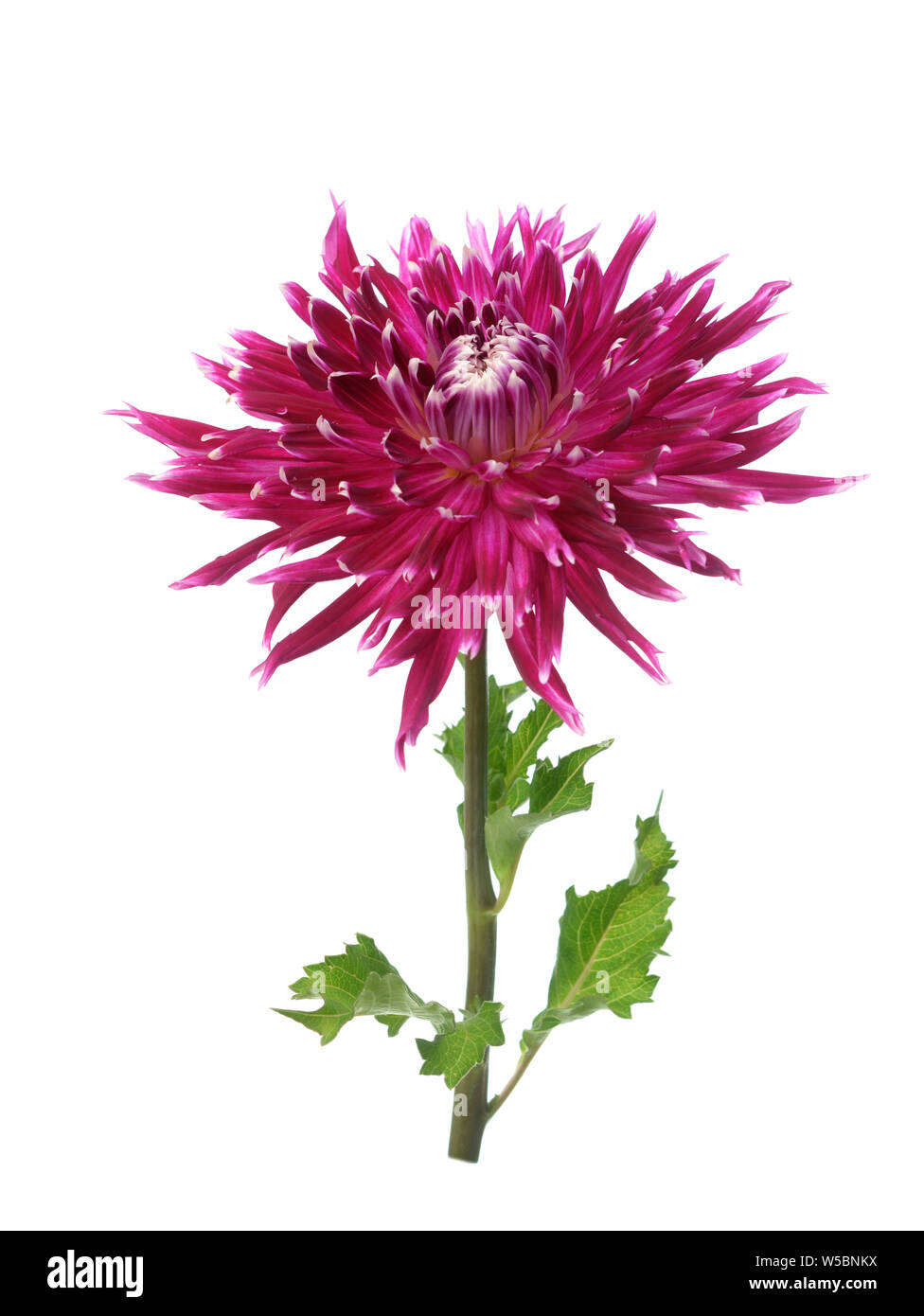 star light dahlia flower isolate on white Stock Photo - Alamy