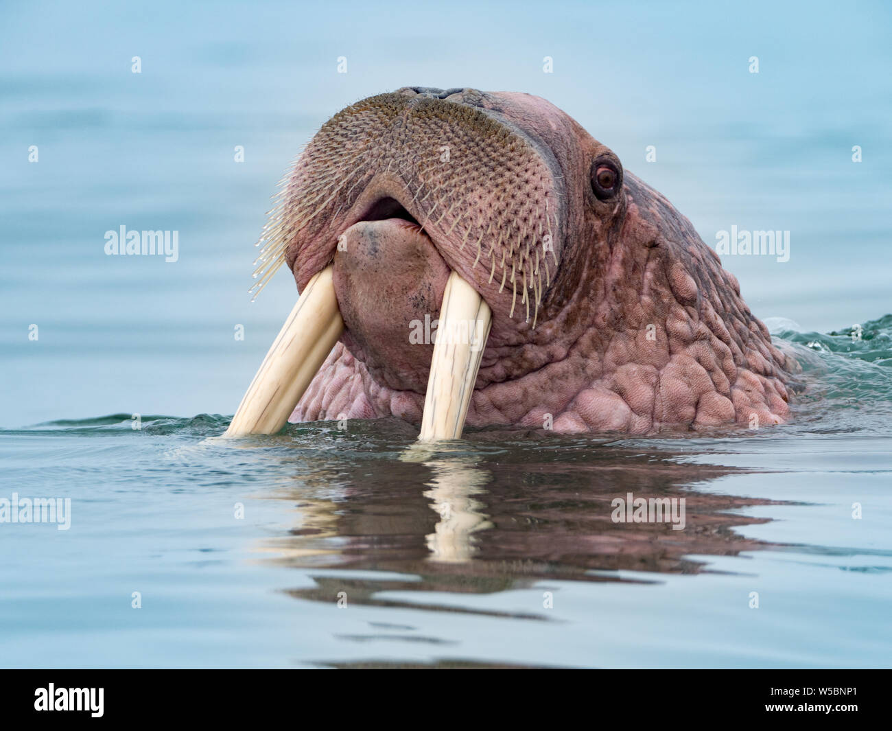 Pacific Walrus, Odobenus rosmarus, showing tusks in the ocean off the ...