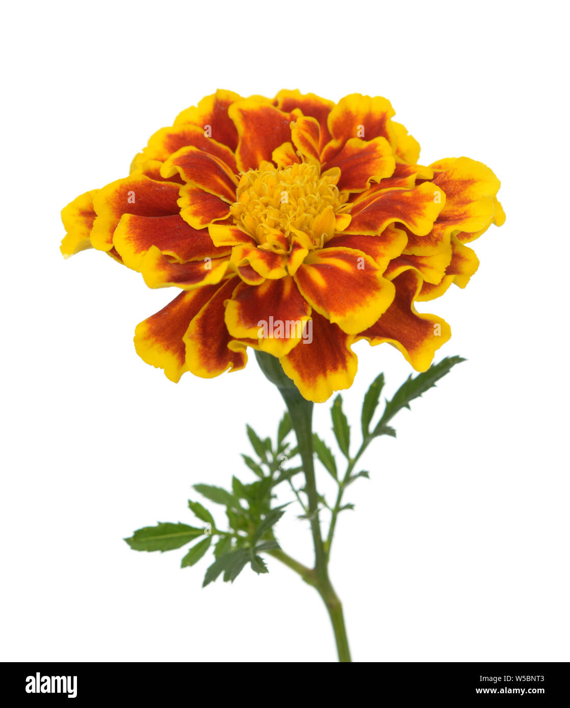 yellow red flower isolated on white Stock Photo - Alamy