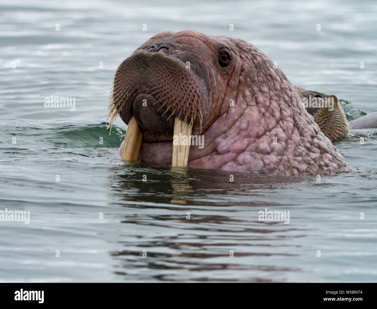 Pacific walrus hi-res stock photography and images - Alamy