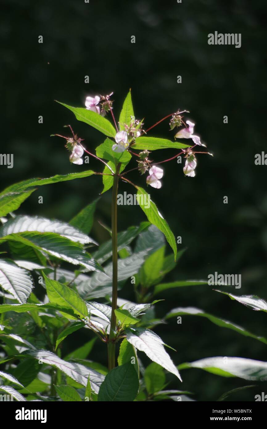 Himalayan balsam (Impatiens glandulifera), Invasive Plant, along the ...