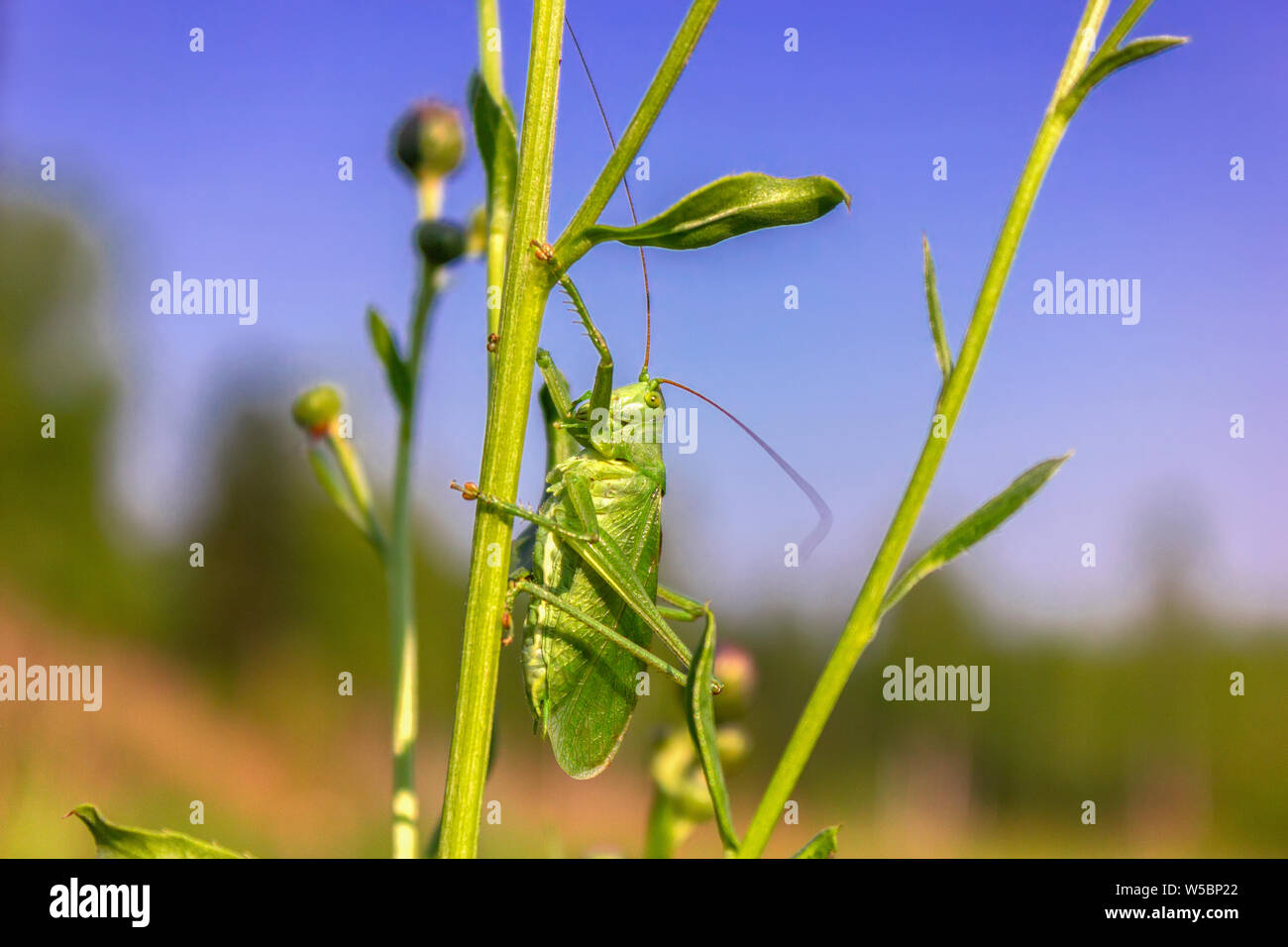 Orthoptera