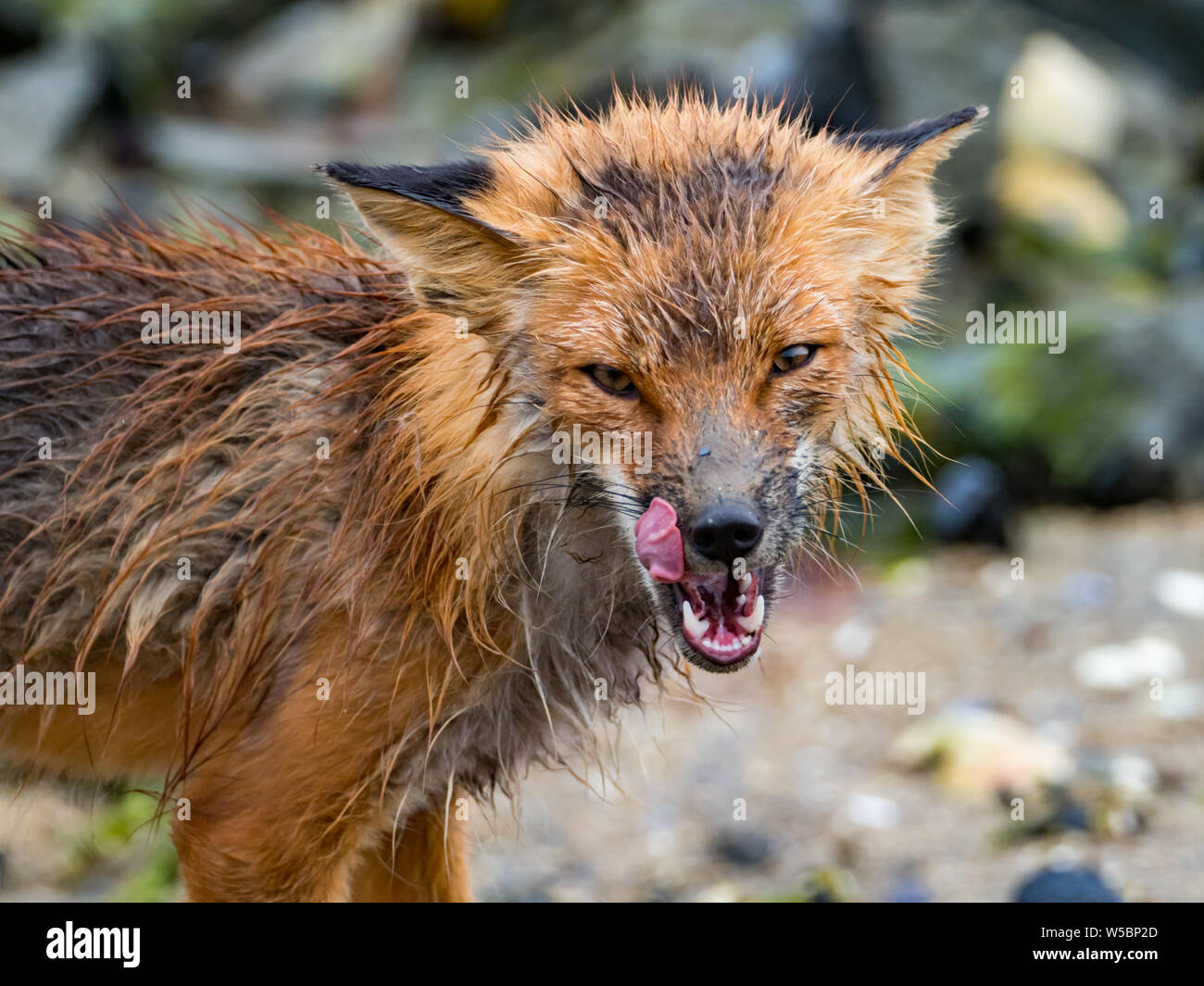 A red fox, Volpes volpes hunting in the intertidal zone of Geographic ...