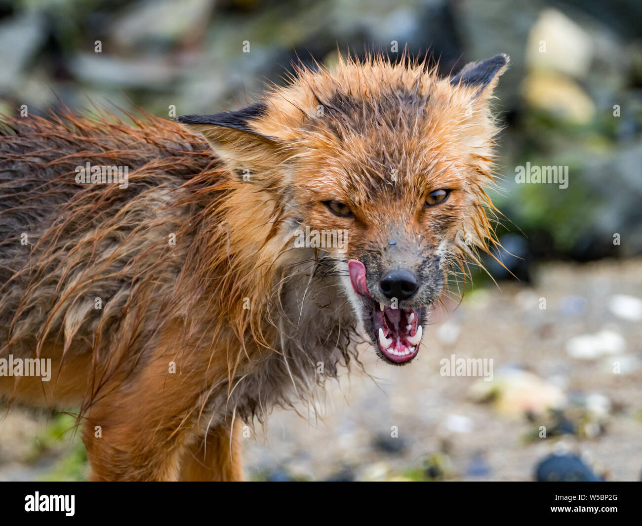National Geographic Red Fox