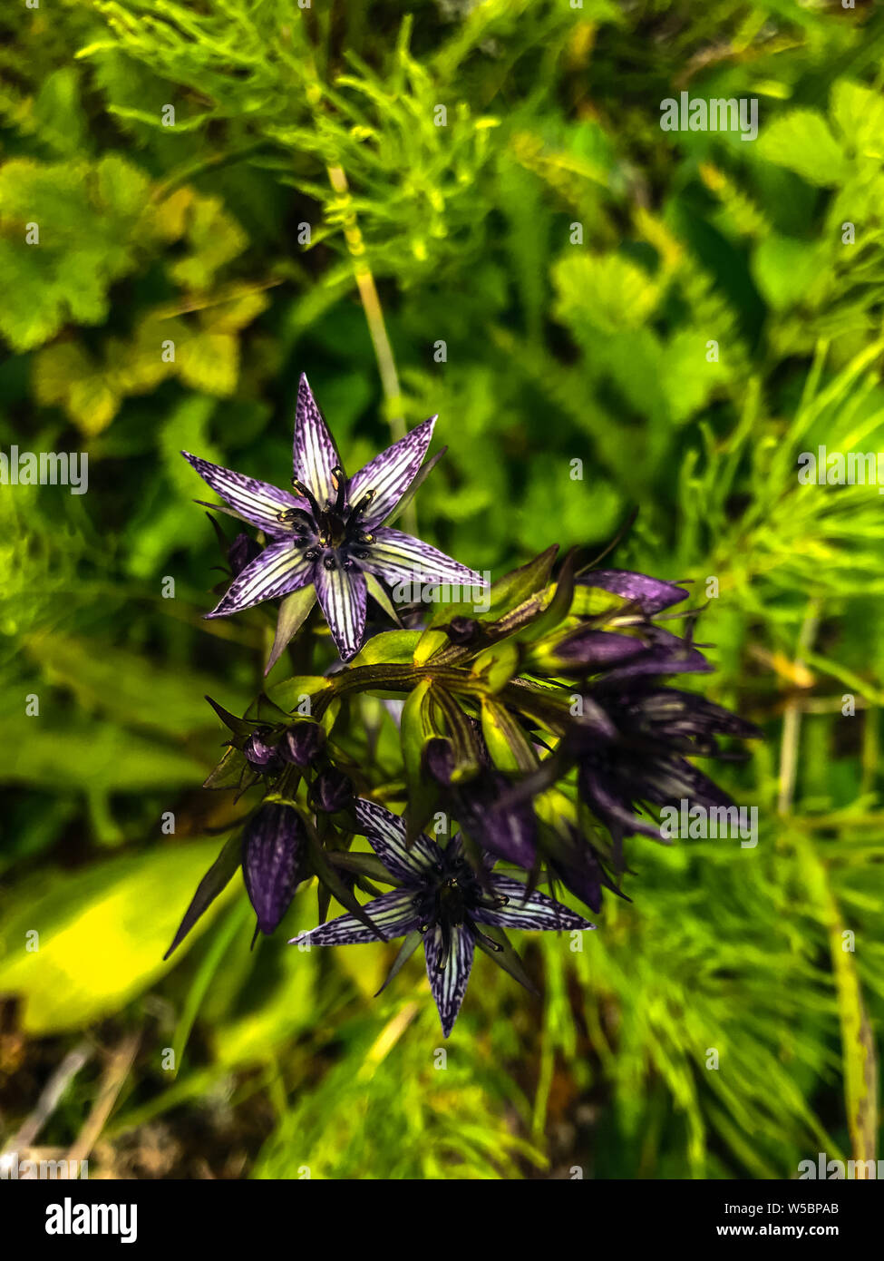 Unga island hi-res stock photography and images - Alamy