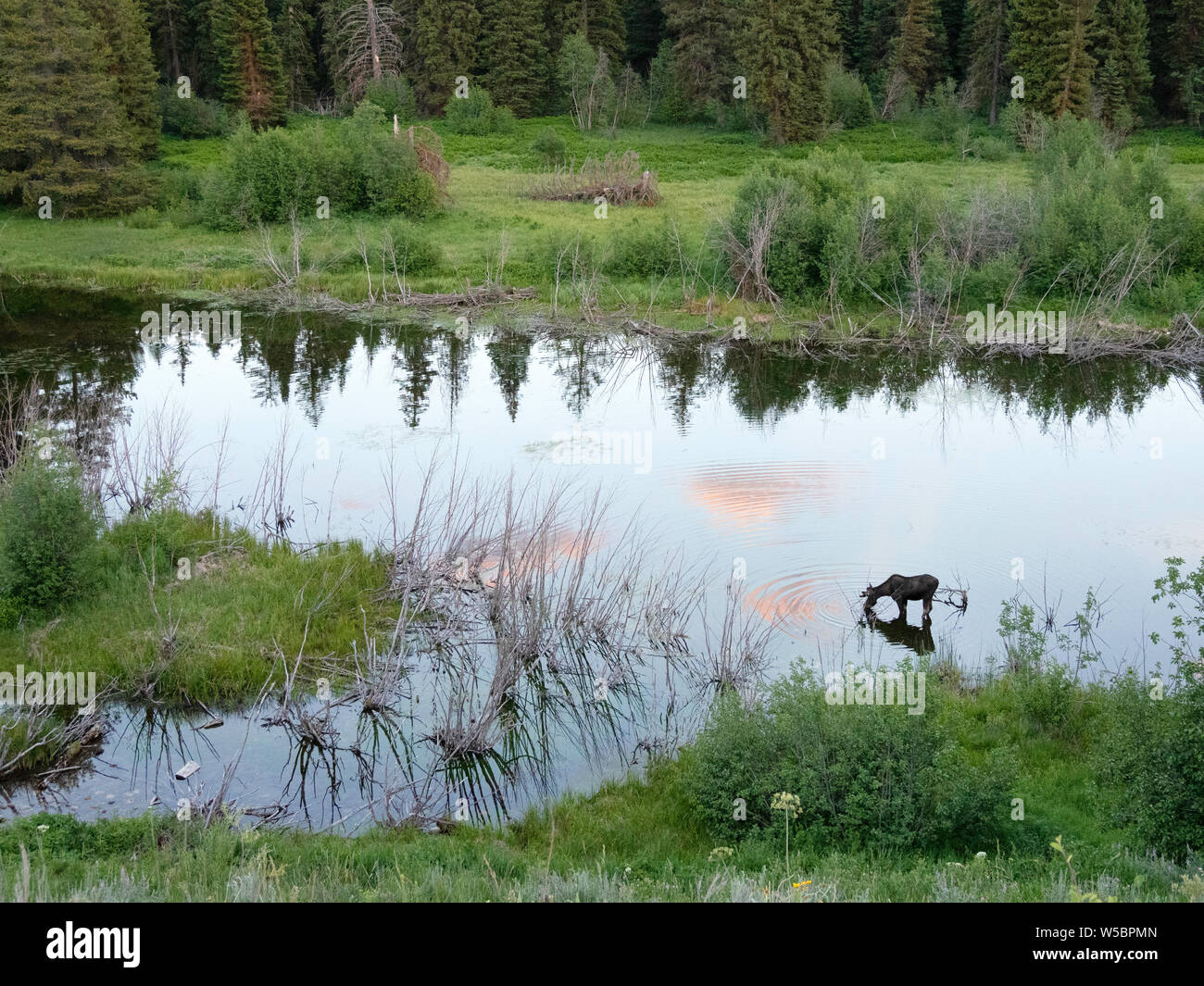 Bull moose foraging on hi-res stock photography and images - Alamy