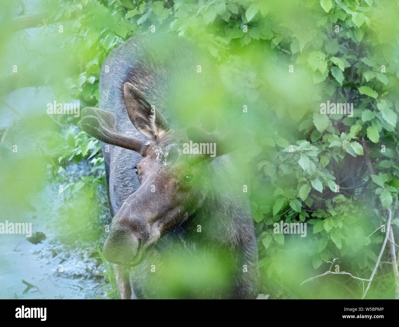 Bull moose foraging on hi-res stock photography and images - Alamy