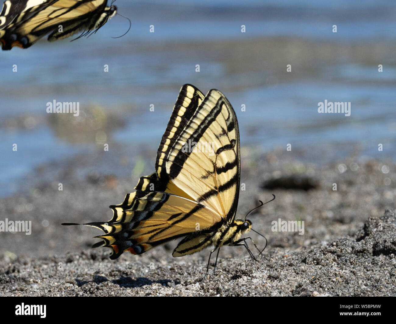 Butterfly lake hi-res stock photography and images - Alamy