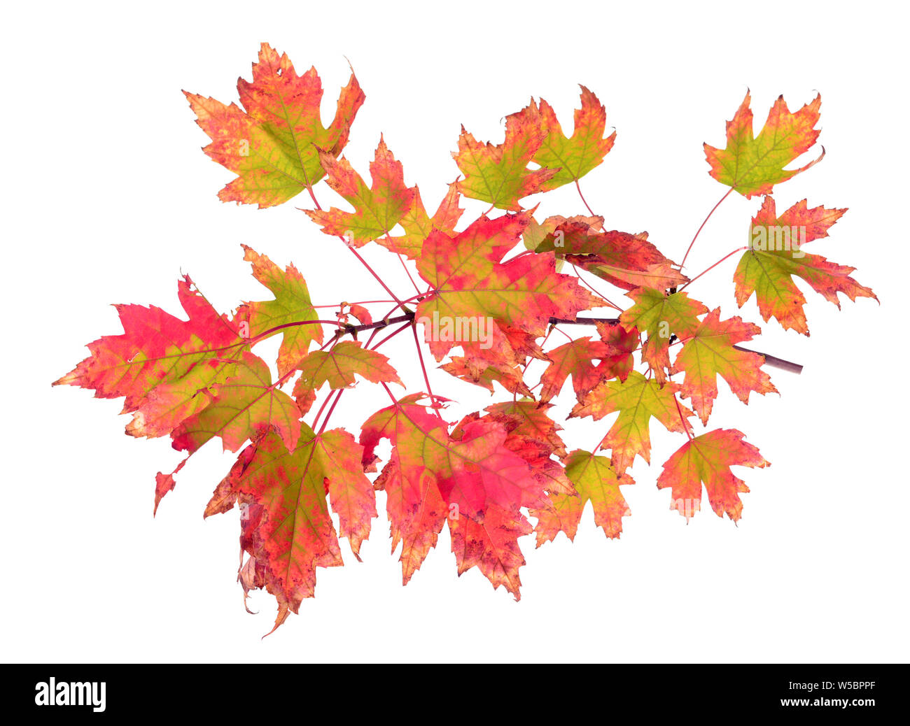 branch of sweet maple isolated on white Stock Photo - Alamy