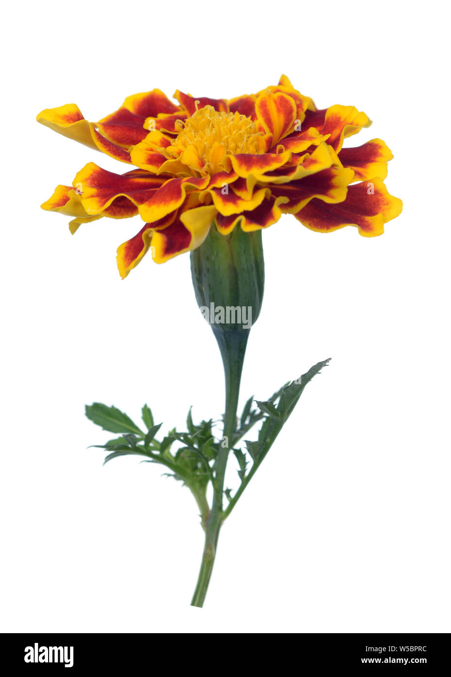 Marigold isolate hi-res stock photography and images - Alamy
