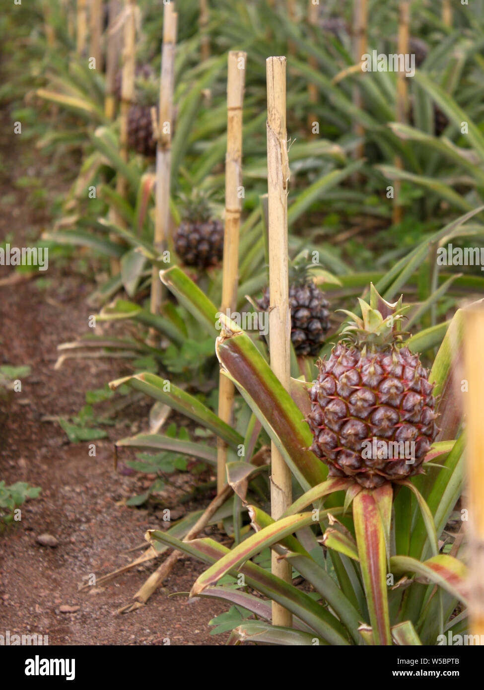 Pineapple plantation in São Miguel, Azores Stock Photo - Alamy