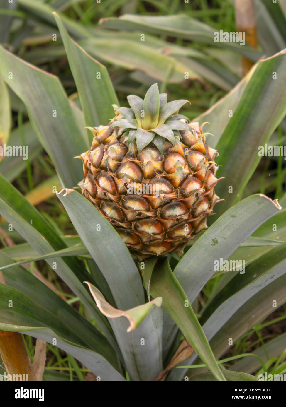 Detail on a pineapple plantation in Azores Stock Photo - Alamy