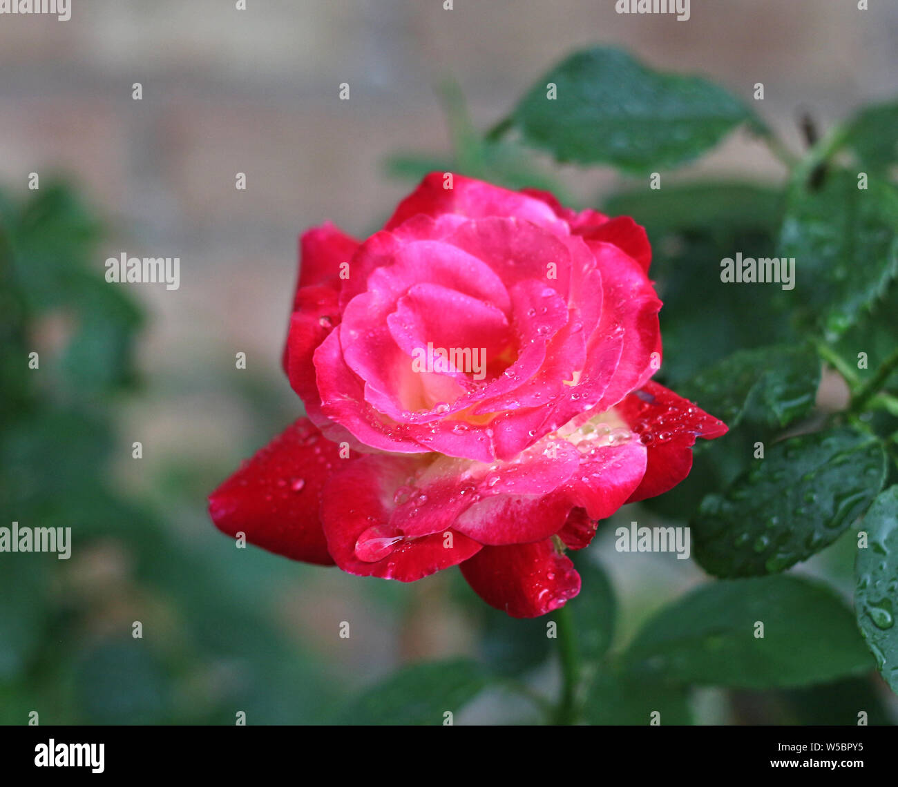 Wet red tea rose hi-res stock photography and images - Alamy