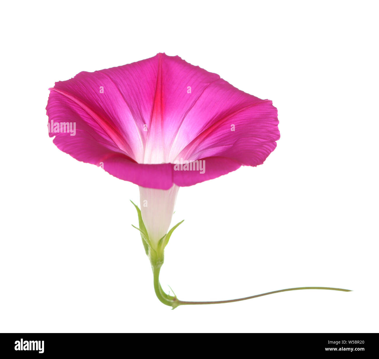 Pink morning glory flower Cut Out Stock Images & Pictures - Alamy