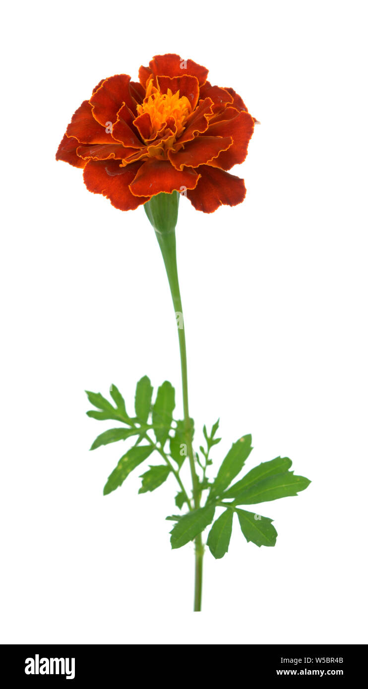 African marigold mexican marigold aztec Cut Out Stock Images & Pictures ...