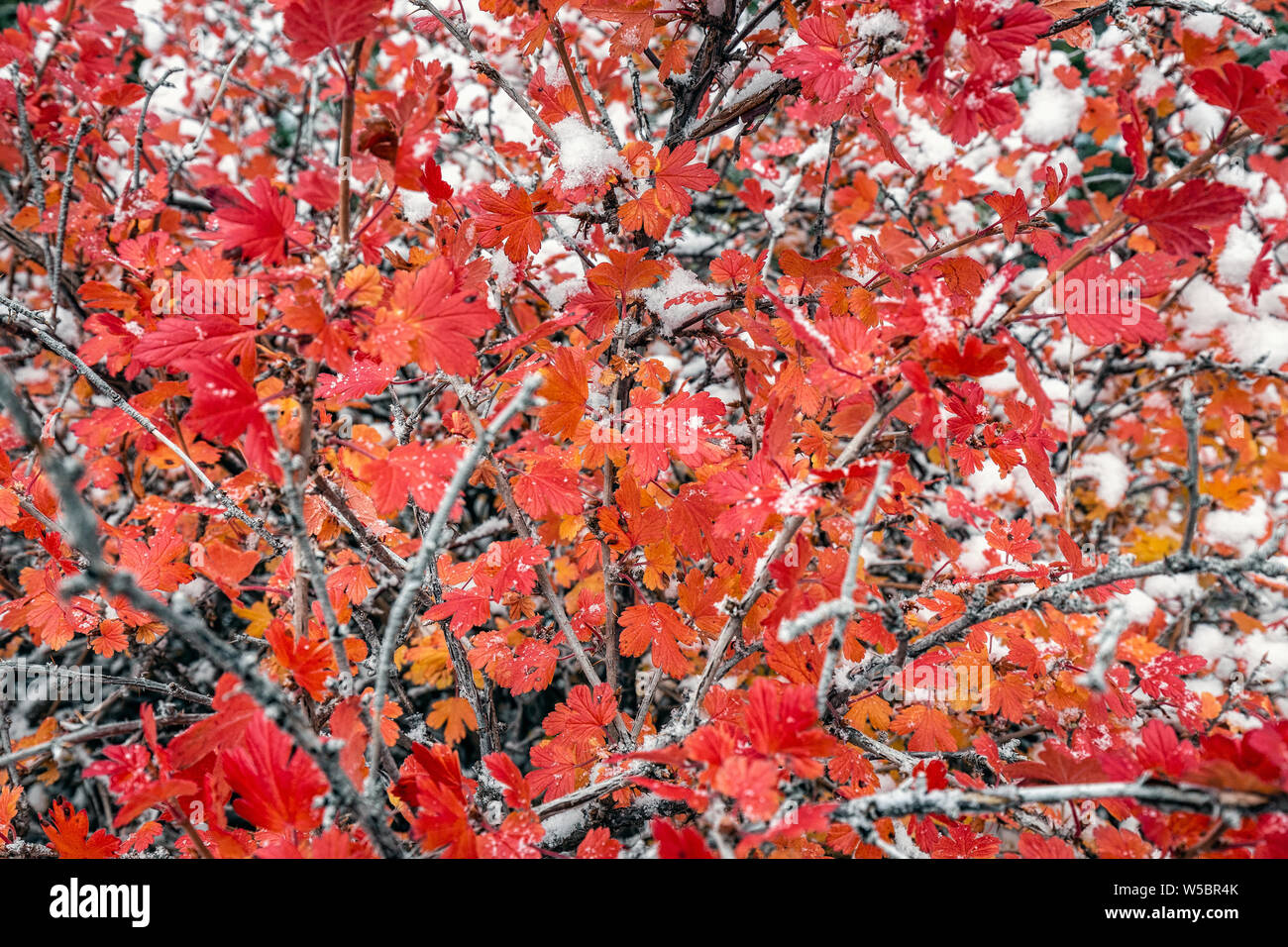 Red leaves under heavy snow near Banff National Park, Canada Stock ...