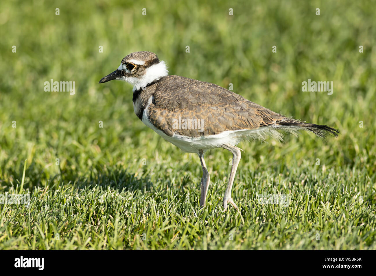 Cute little killdeer bird walking on the grass near Rathdrum, Idaho ...