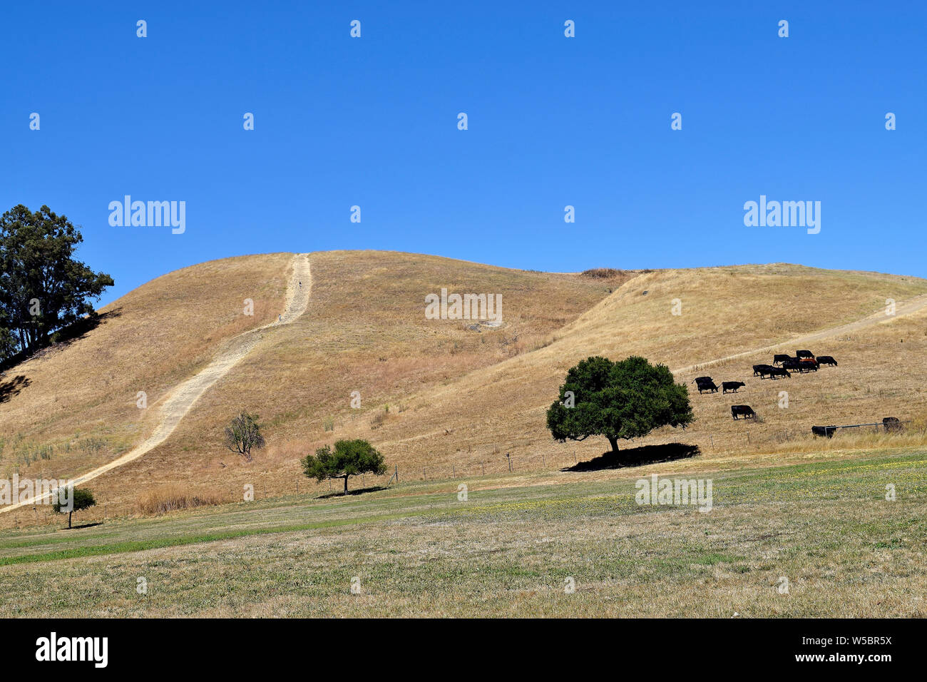 Garin East Bay Regional park, cattle grazing in July, Hayward ...