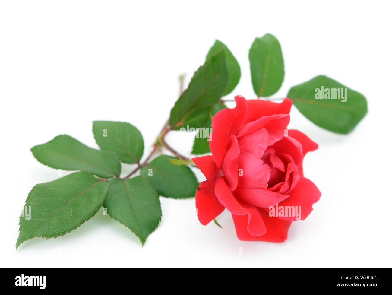 tiny rose isolated on white Stock Photo - Alamy