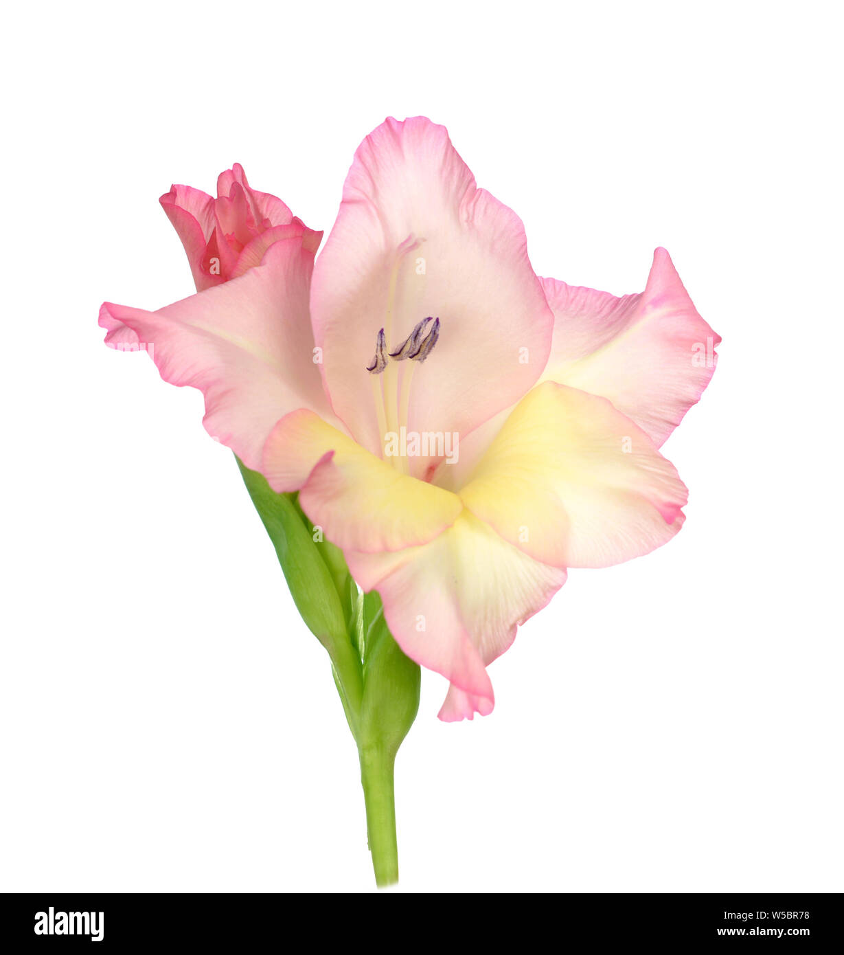 Pink gladiolus isolated on white Stock Photo - Alamy
