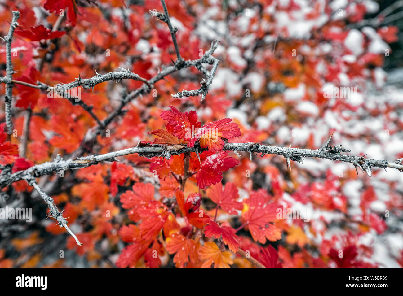 Red leaves under heavy snow near Banff National Park, Canada Stock ...