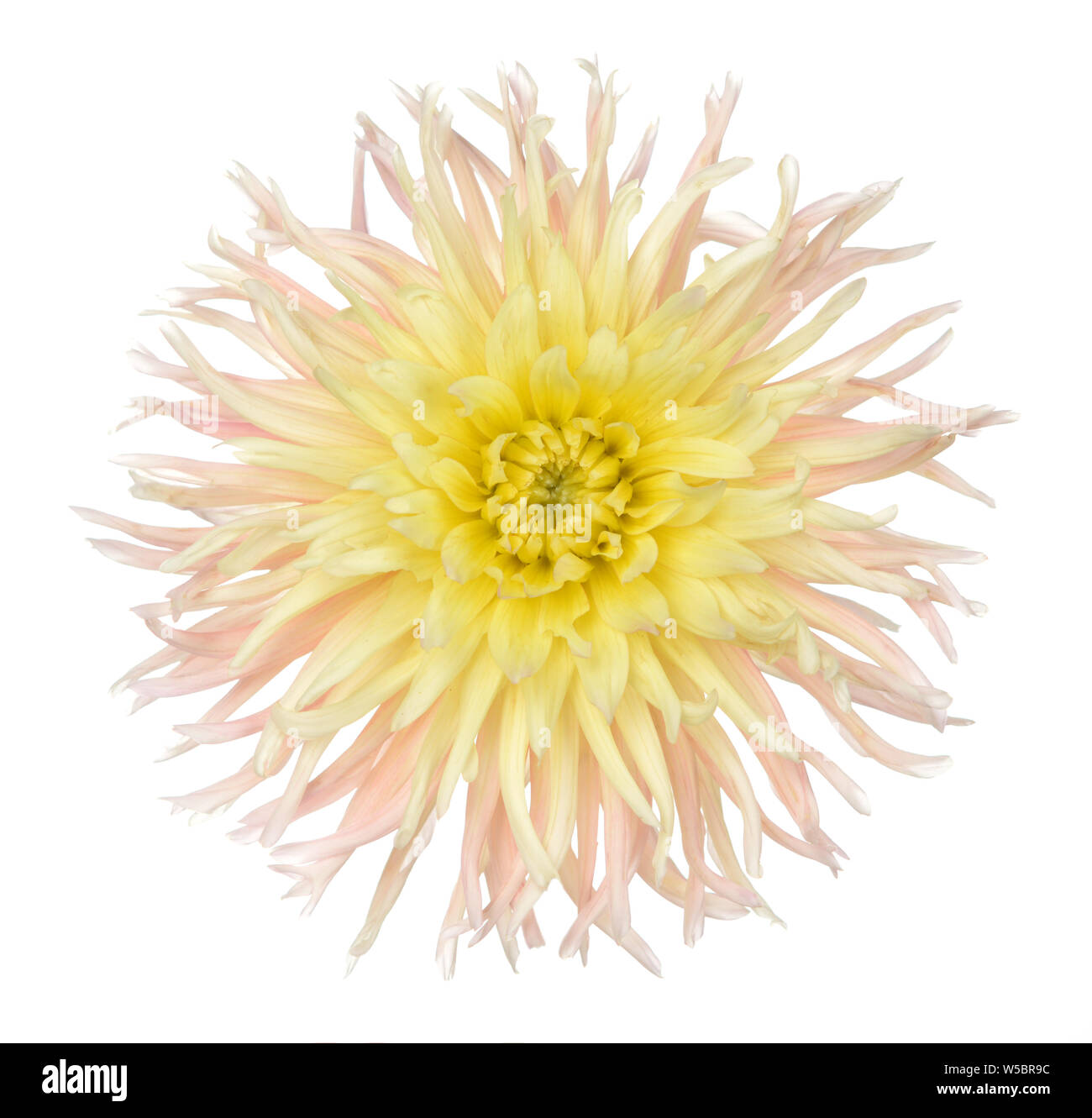 star light dahlia flower isolate on white Stock Photo - Alamy