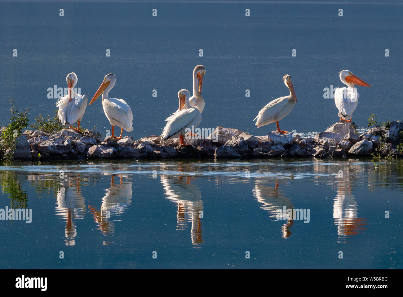 A group of White Pelicans grooming and resting on a rocky outpoint on ...